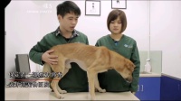 狗狗采血演示操作