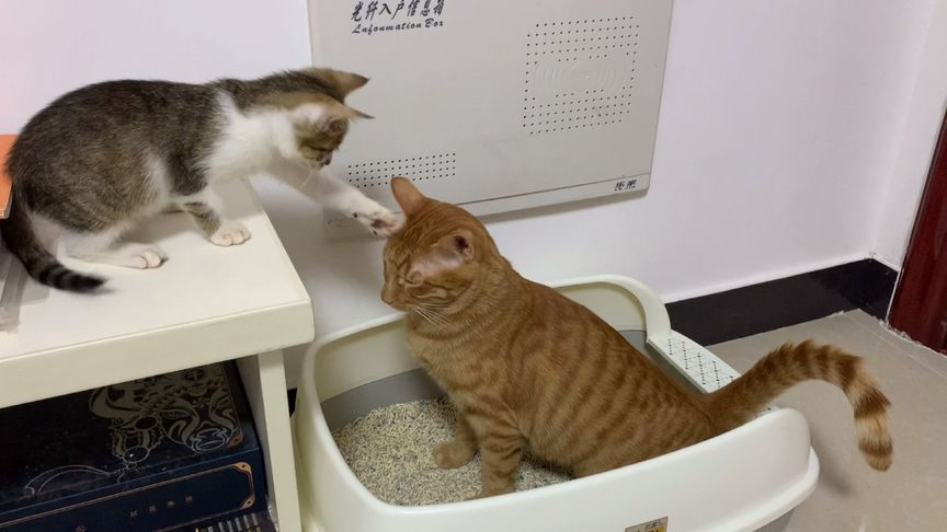 流浪猫小五就是一个好战分子,憨憨橘在拉尿都不放过,上去就拍