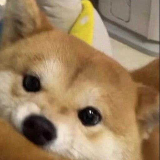 DY圆圆圆圆圆 