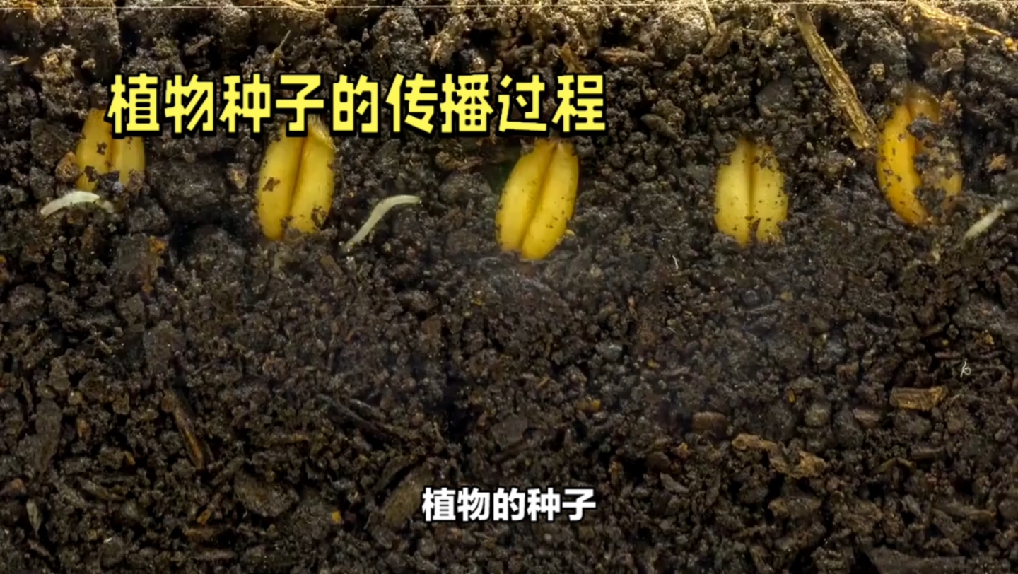 植物的神秘种子:探索它们的传播之旅