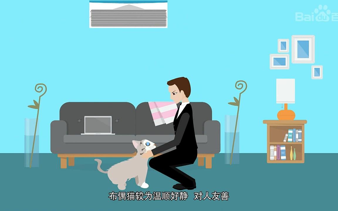 布偶猫_百度百科