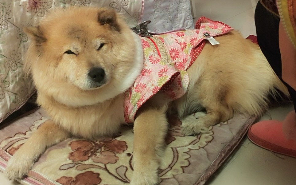 当初最讨厌狗的老妈遇到土松以后?!