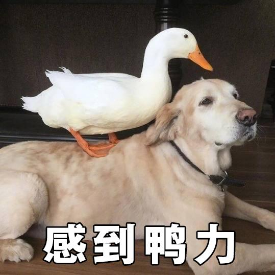 duck教授 