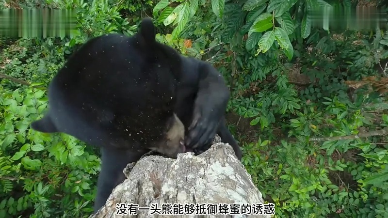 《动物界中的细狗》世界