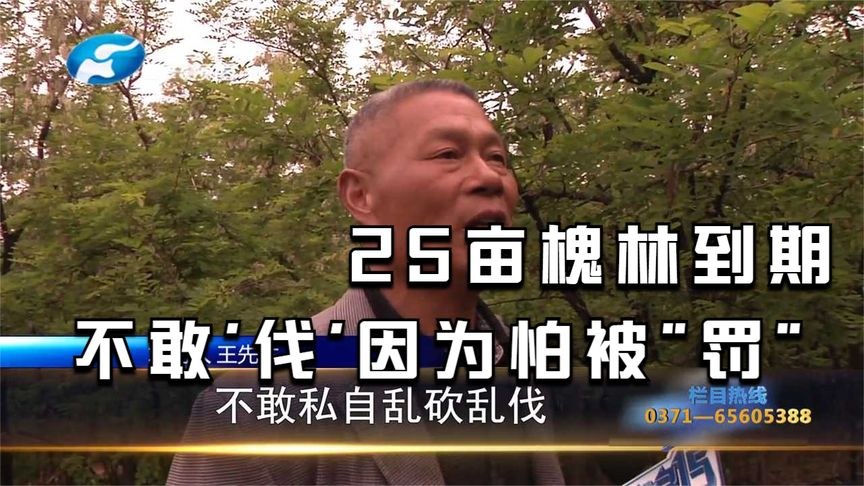 25亩槐林,到期不敢伐?林业局:要办采伐证
