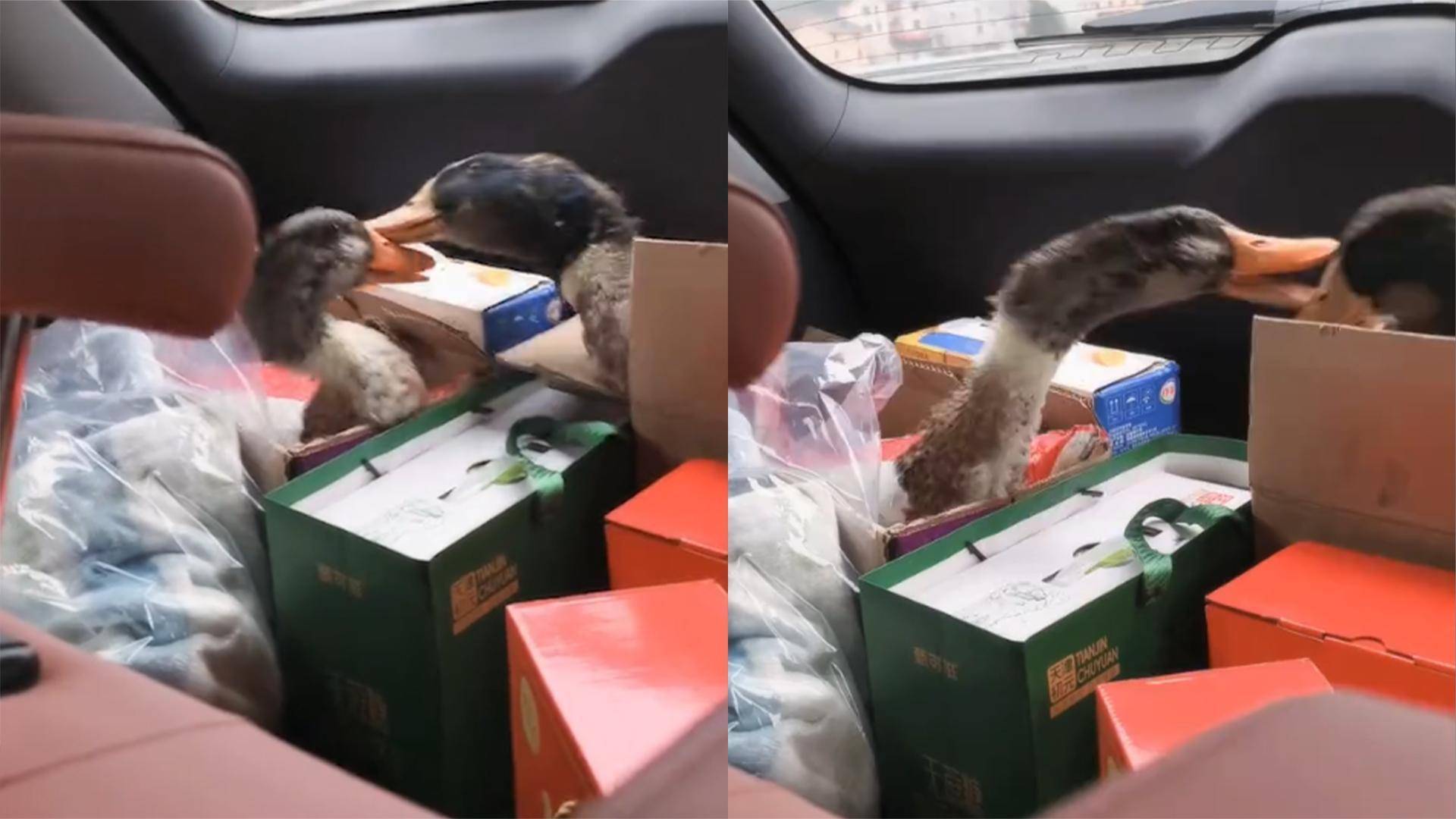 后备箱里的年货打起来了!两只鸭子一路干架,网友:再不打没机会打了