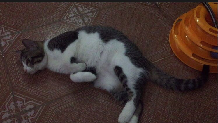 猫咪在地方打滚,是在向主人撒娇,还是想表达点什么?