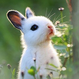 爱旅行的兔兔小白 