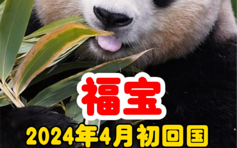 ...营业 3月4日停止展出。#旅韩大熊猫园欣 #旅韩大熊猫华妮 大熊猫福宝