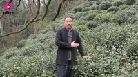 杜仲茶虽好处多,但在饮用时一定要注意这些事项哟