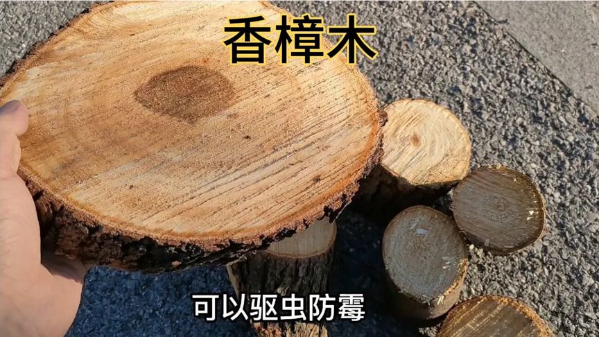 一分钟带你了解珍贵的树种——香樟树,做个手机支架,太香了。