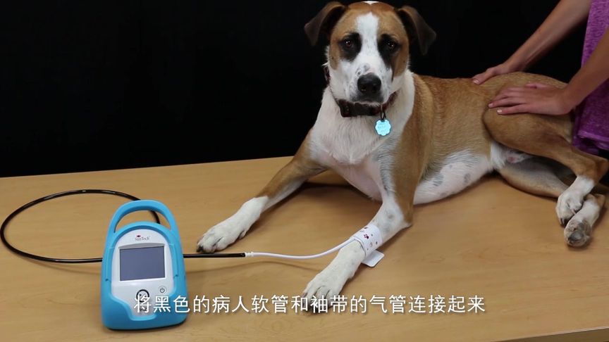 自动连续宠物血压计Vet25:血压测量操作