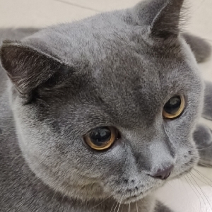 肥龙波波 