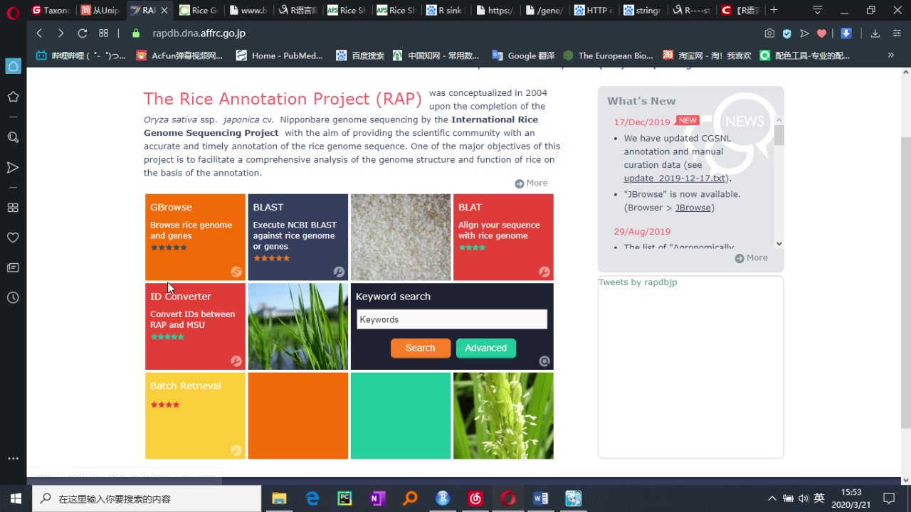R语言 水稻基因ID转换和文献检索