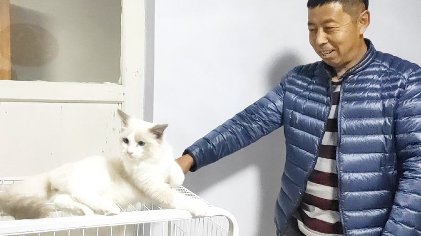 给粉丝带了一只布偶猫,花了三千八块钱,没见过这么活泼的布偶猫