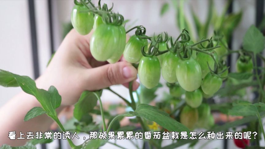 家庭盆栽小番茄有技巧,生长期做好这几点,一颗能结几十个果子