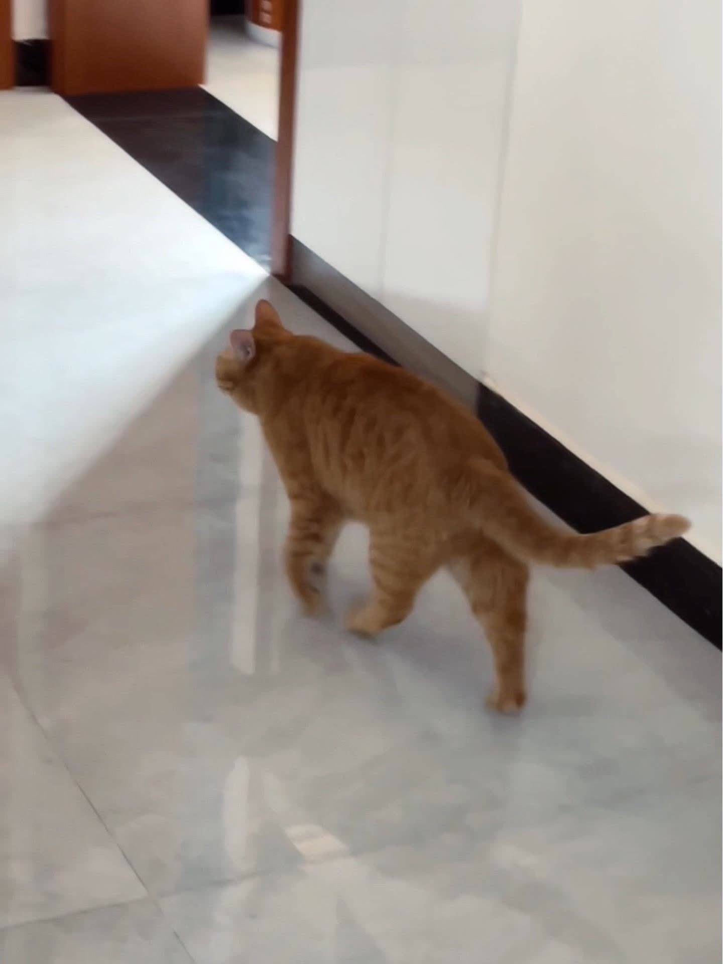 哇扣哇扣,卡车之家橘猫 萌宠出道计划 这就是被小猫选中的感觉吧 这一...