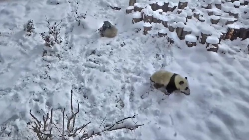 滚滚最爱的雪天!国宝大熊猫的幸福瞬间,雪花飘飘世界美景,太治愈了