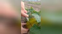 杨桃是这样长出来的?一刀切开,我的下巴都快惊掉了