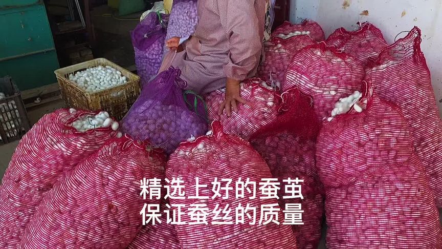 好多朋友问我蚕茧是怎样变成蚕丝的现在正是养蚕抽丝的好时节带…