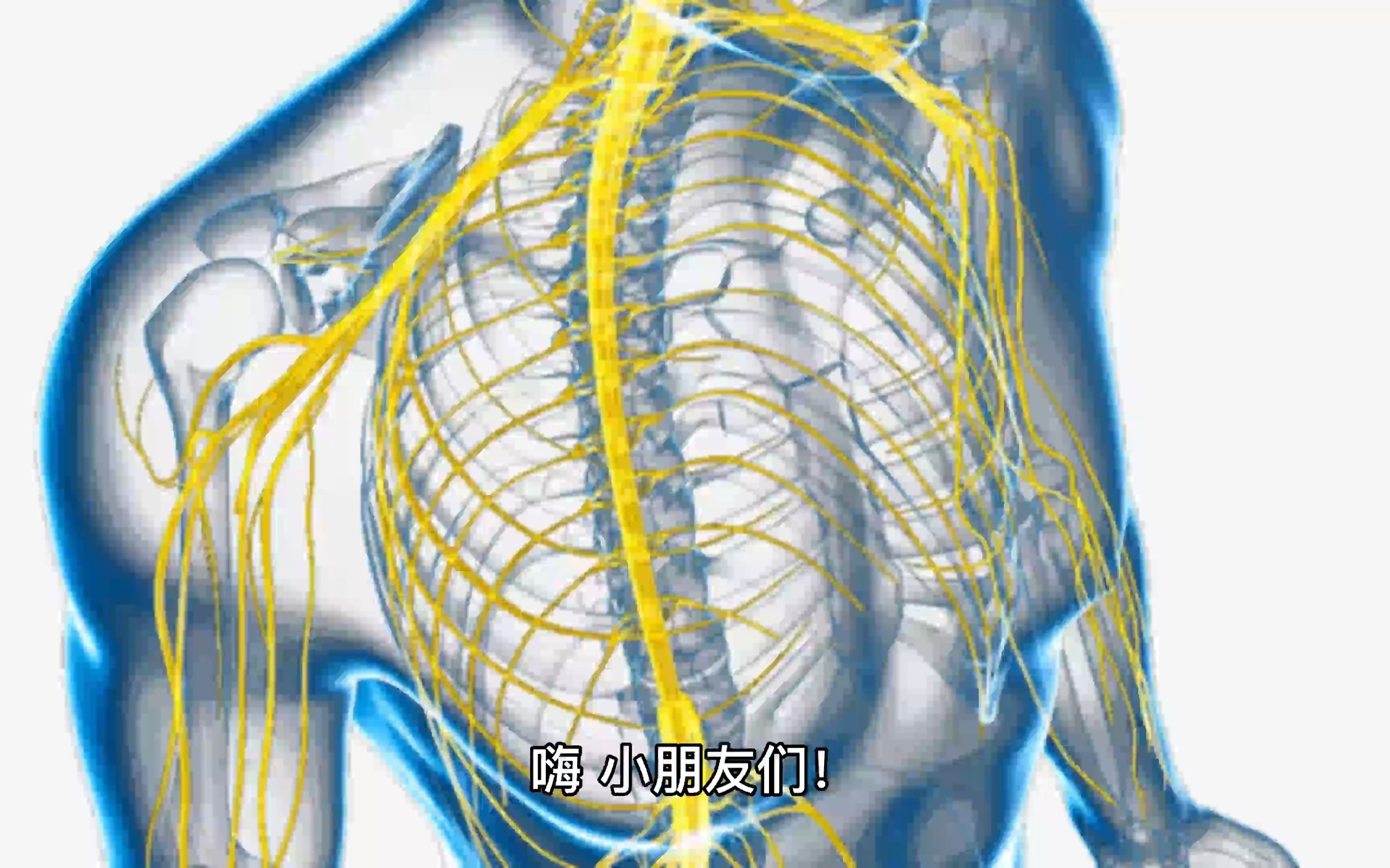 2.神经系统(小学生学科学-人体)
