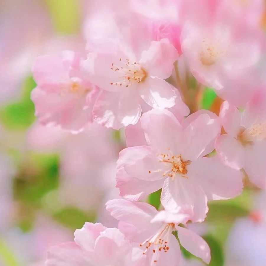 April森屿 