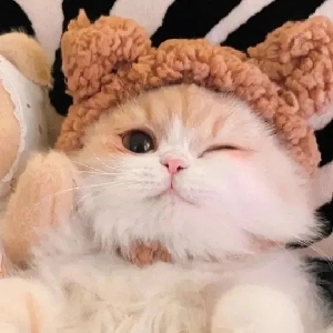 只会__摆烂 