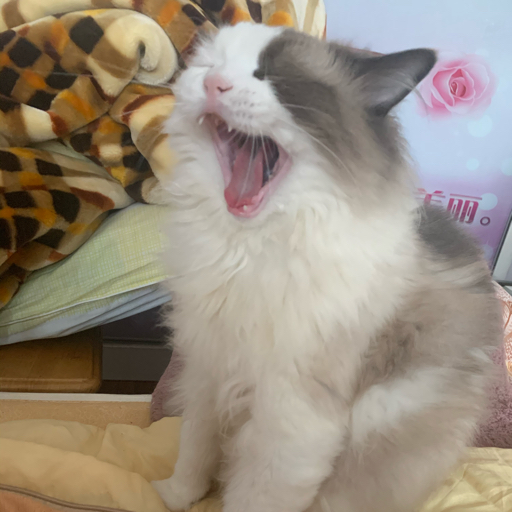 梦折啊哈哈哈 