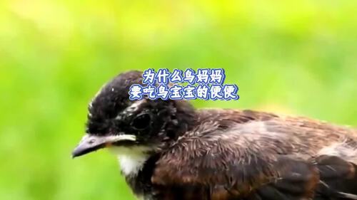 为什么鸟妈妈要吃鸟宝宝的便便