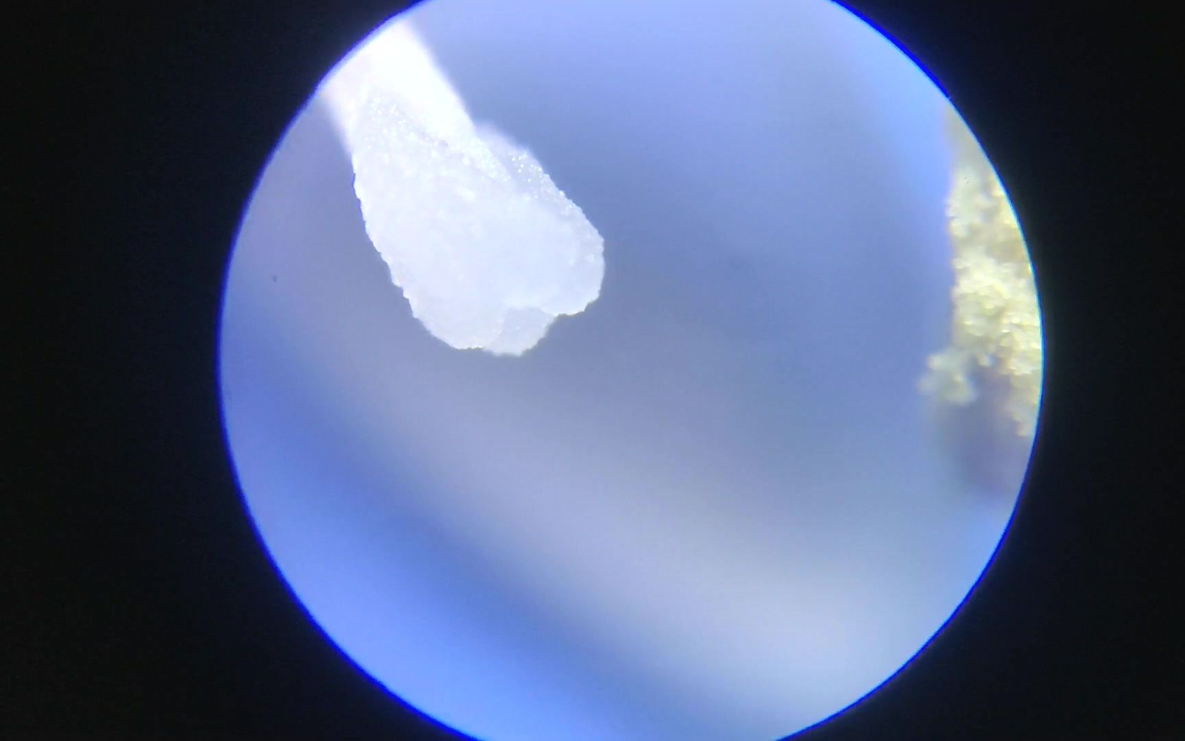 小叶女贞的花(用显微镜观察)