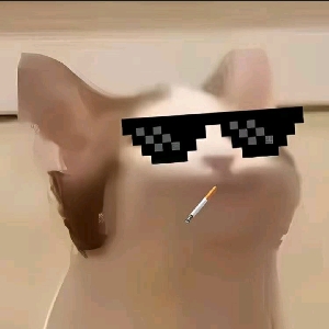 顺从的猫猫 