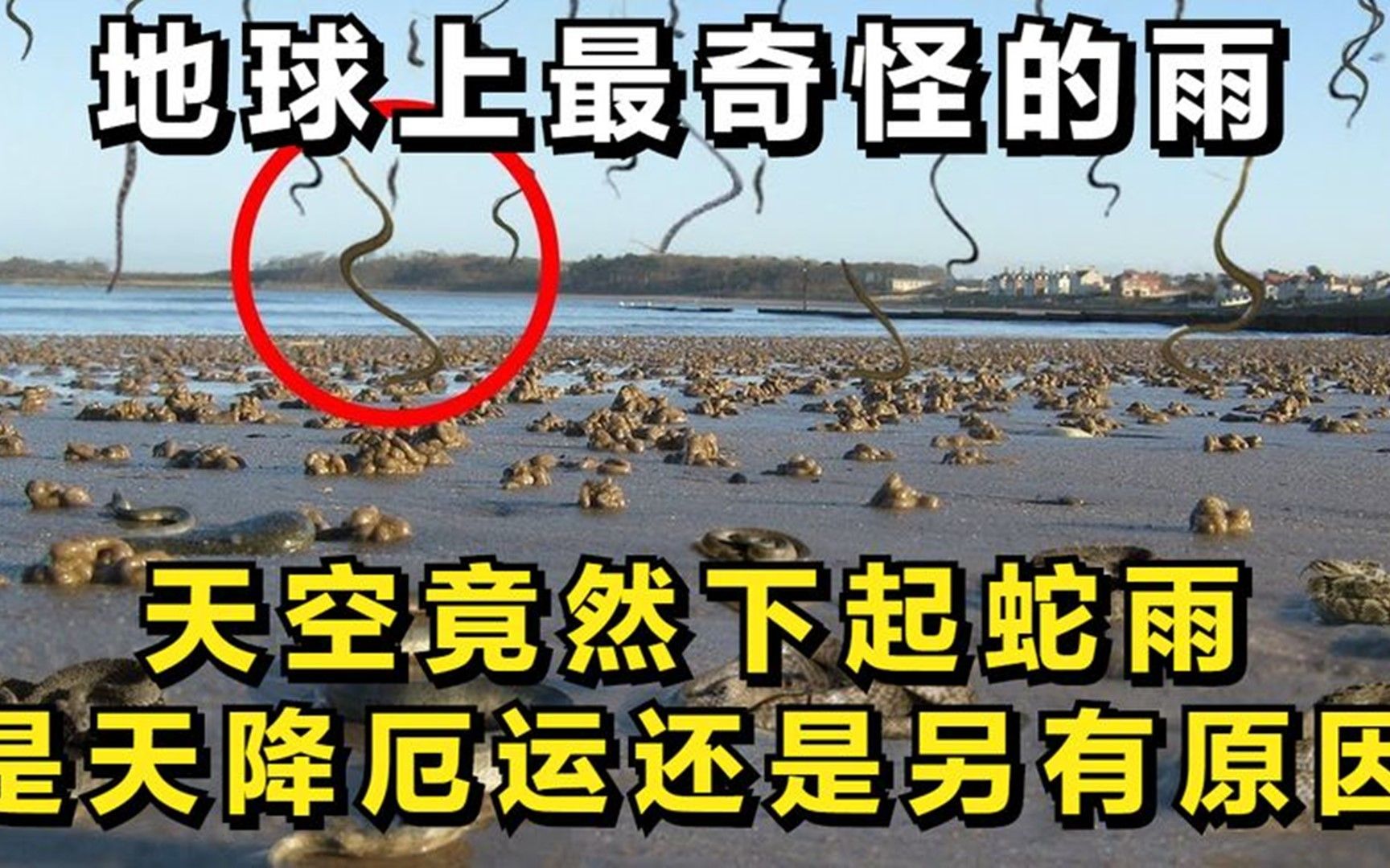 地球上最奇怪的雨!天空竟然下起蛇雨,是天降厄运还是另有原因?