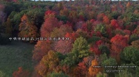 SP006-高清实拍唯美秋天树林森林视频素材