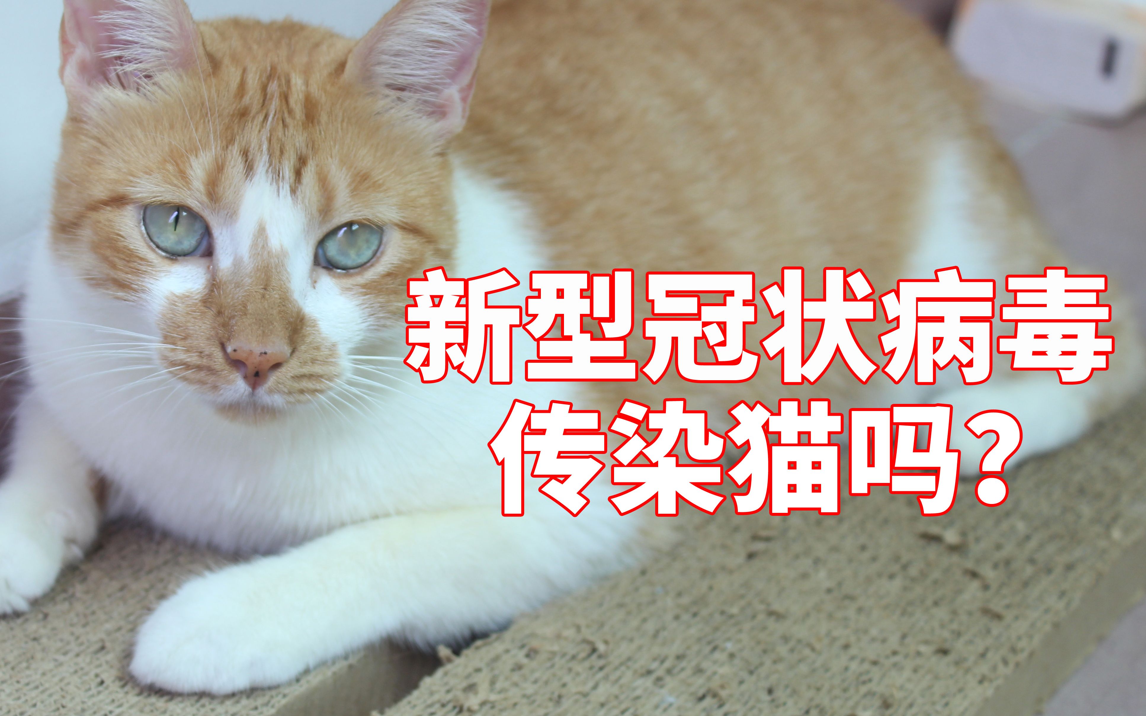面对新型冠状病毒疫情该如何保护家里的猫孩子?会传染猫吗?