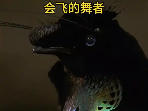 鸟儿的炫技,动物界的浪漫求爱法