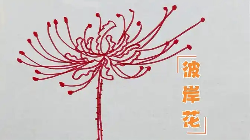 彼岸花简笔画怎么画,绘画漂亮的彼岸花,画彼岸花教程