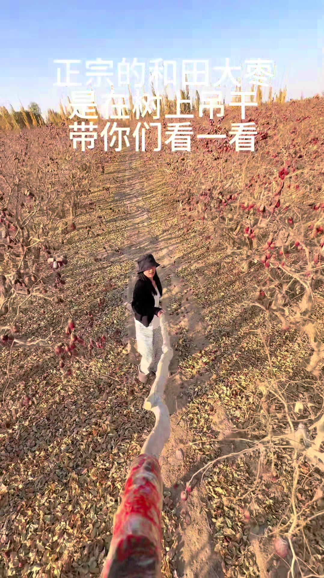 新疆和田大枣 #新疆 #新农人 #大枣