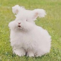 顽健又儒雅的瑰宝l
