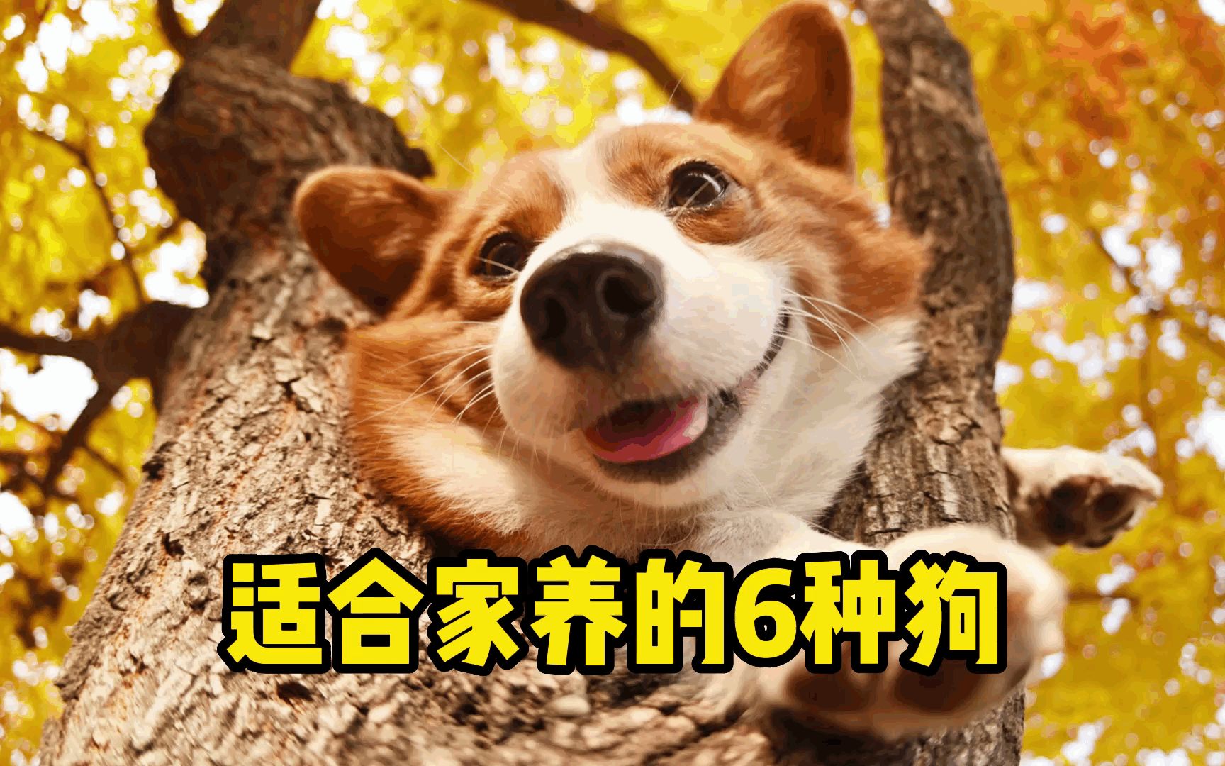 适合家养的6种狗,柯基上榜!硬广横屏