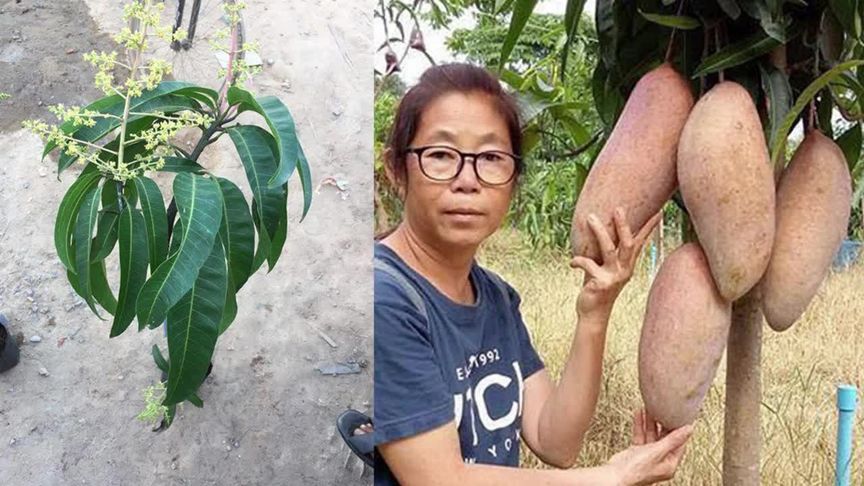 树不高,结的果实可不小,这样的芒果树你见过吗?