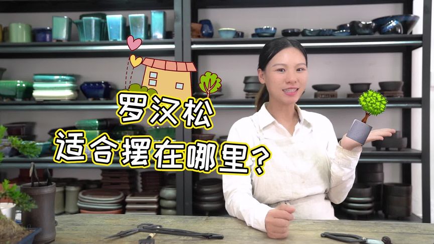 罗汉松摆放指南:大门两边能种吗?