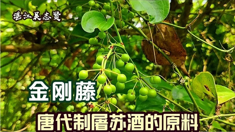 湛江农村有金刚藤,真正有用的部位在根部,古代制屠苏酒的原料