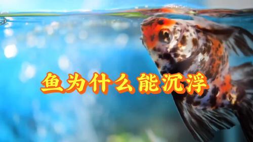 鱼为什么能沉浮?