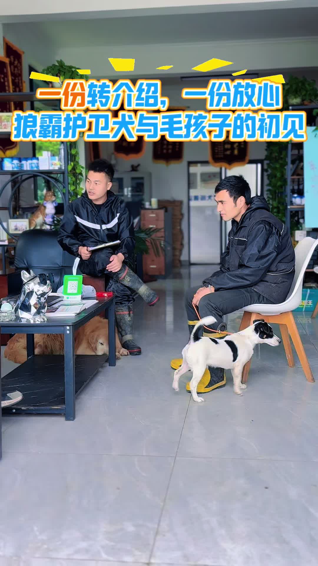 训犬学校 #训犬学校#狗狗训练#训犬师培训#训犬技术#狗狗训练