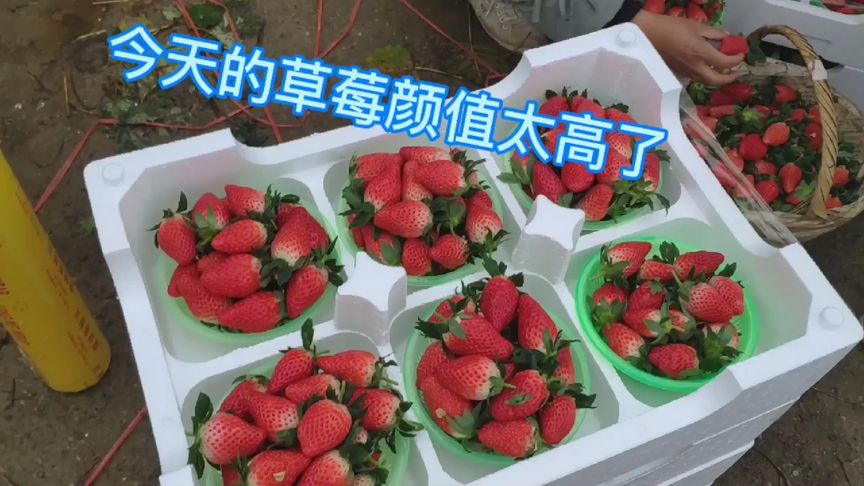 你们那的现在草莓多少钱一斤了