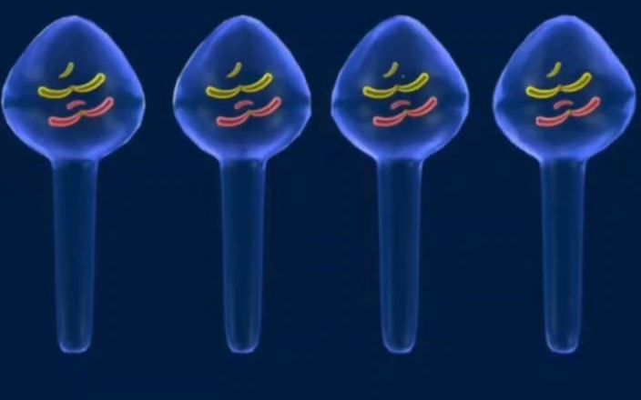 三维动画演示减数分裂——精子形成过程(高一生物必修2遗传与进化...