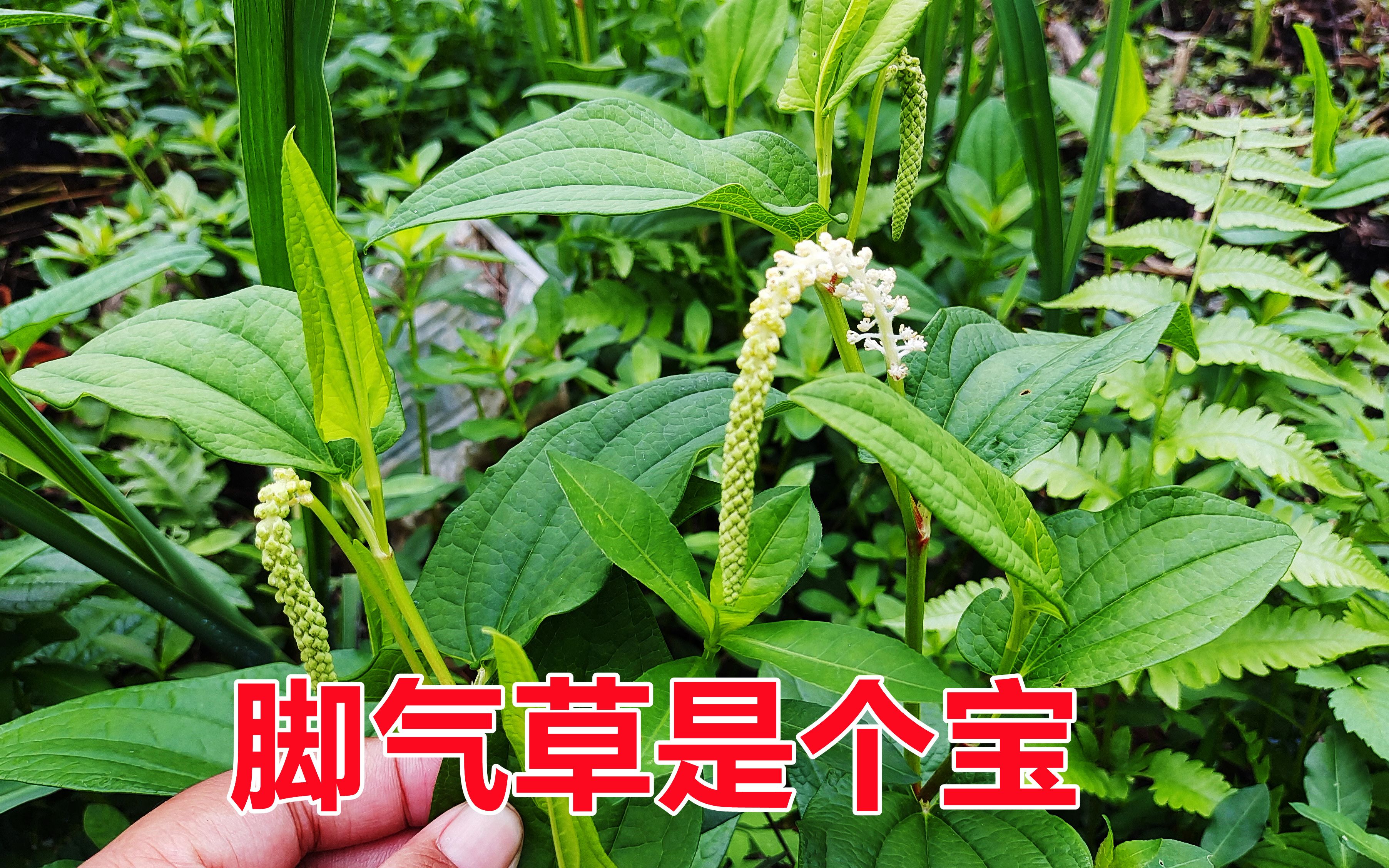 水沟边不起眼的植物,老一辈都叫它"脚气草”,解决男女生活烦恼