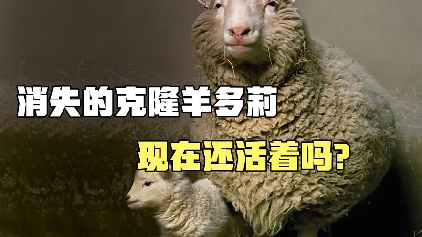 轰动一时的克隆羊多莉,现在怎么样了,他还活着吗?