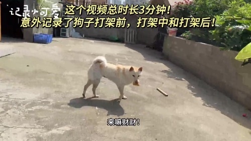 万万没想到这两只小狗会打起来!意外拍到狗狗打架全过程!