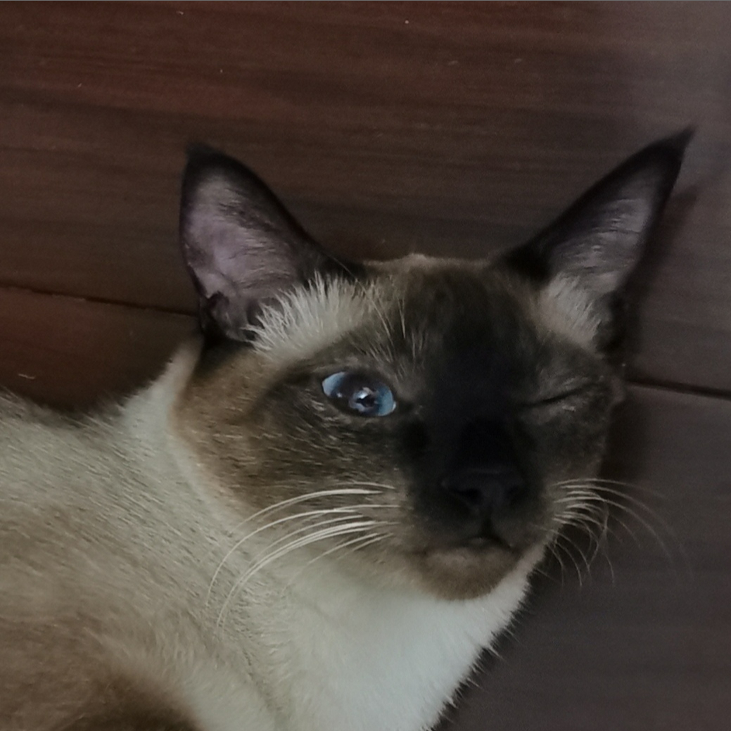 TC大触手 
